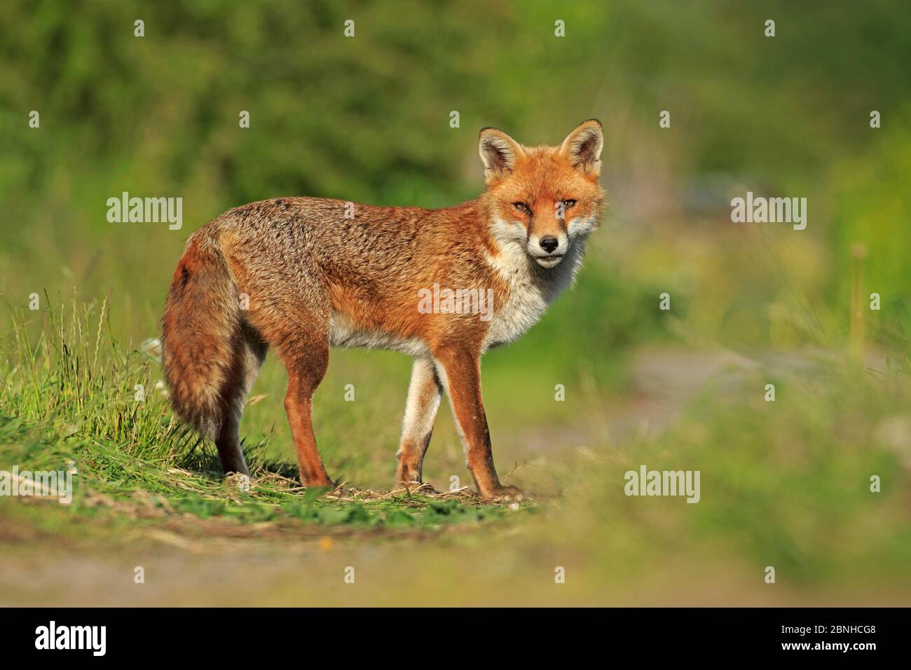 Red Fox (Vulpes vulpes) urban Cardiff, Wales. June Stock Photo - Alamy