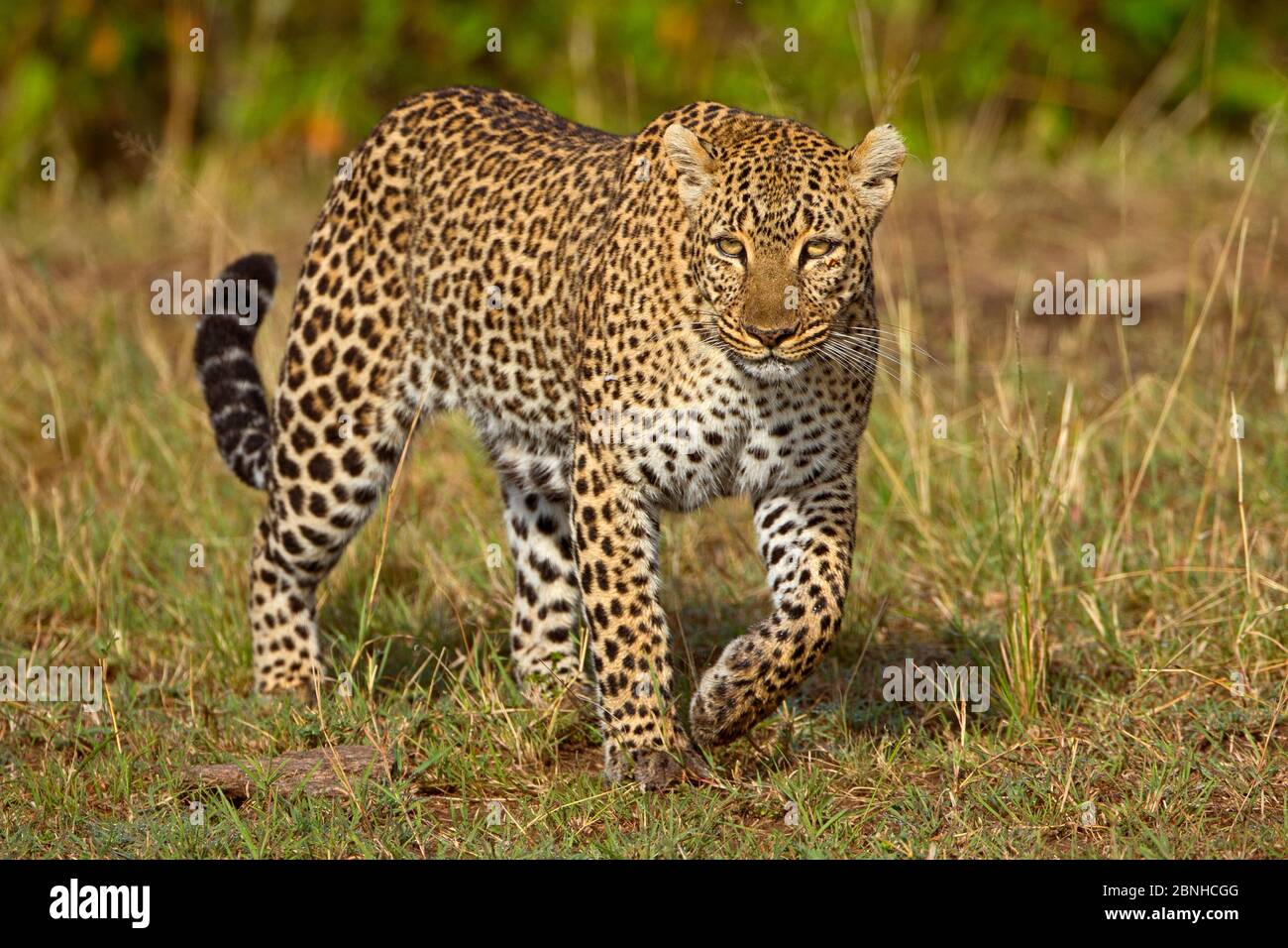 African Leopard (Panthera pardus) walking. Maasai Mara, Kenya, Africa ...