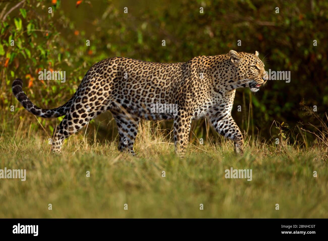 African Leopard (Panthera pardus) walking. Maasai Mara, Kenya, Africa ...