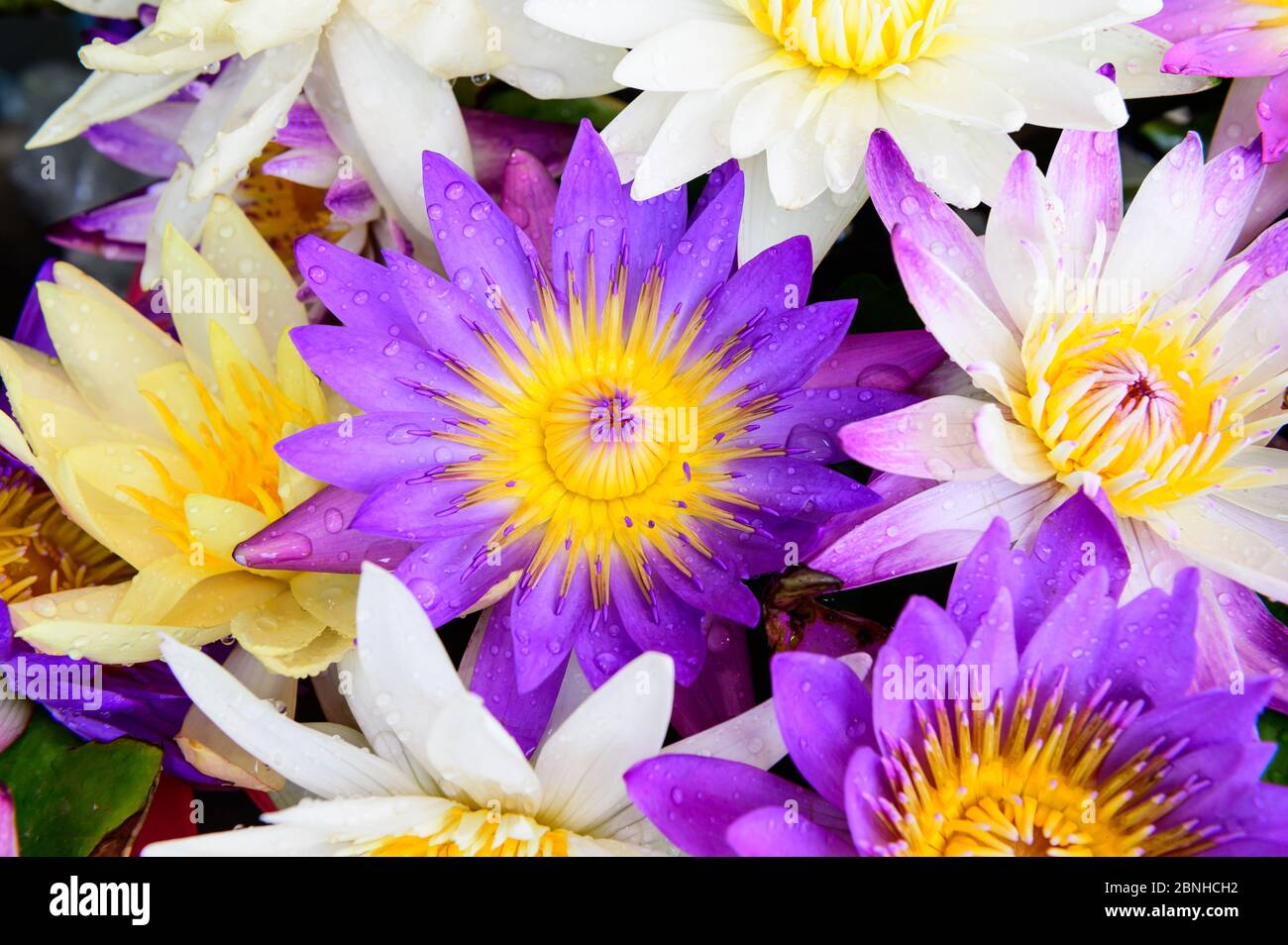 Color lotus flower blooming Stock Photo - Alamy