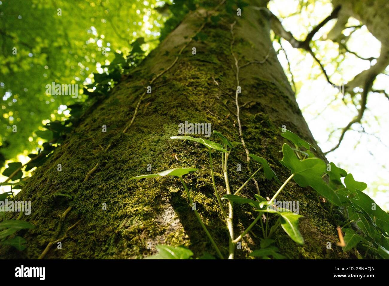 Tree trunk with Green Ivy leaves on. View from below Stock Photo - Alamy