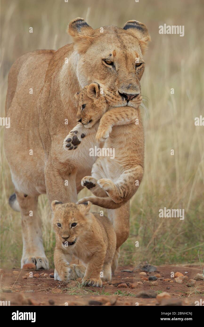 African Lion (Panthera leo) female carrying young cub.Masai Mara, Kenya ...