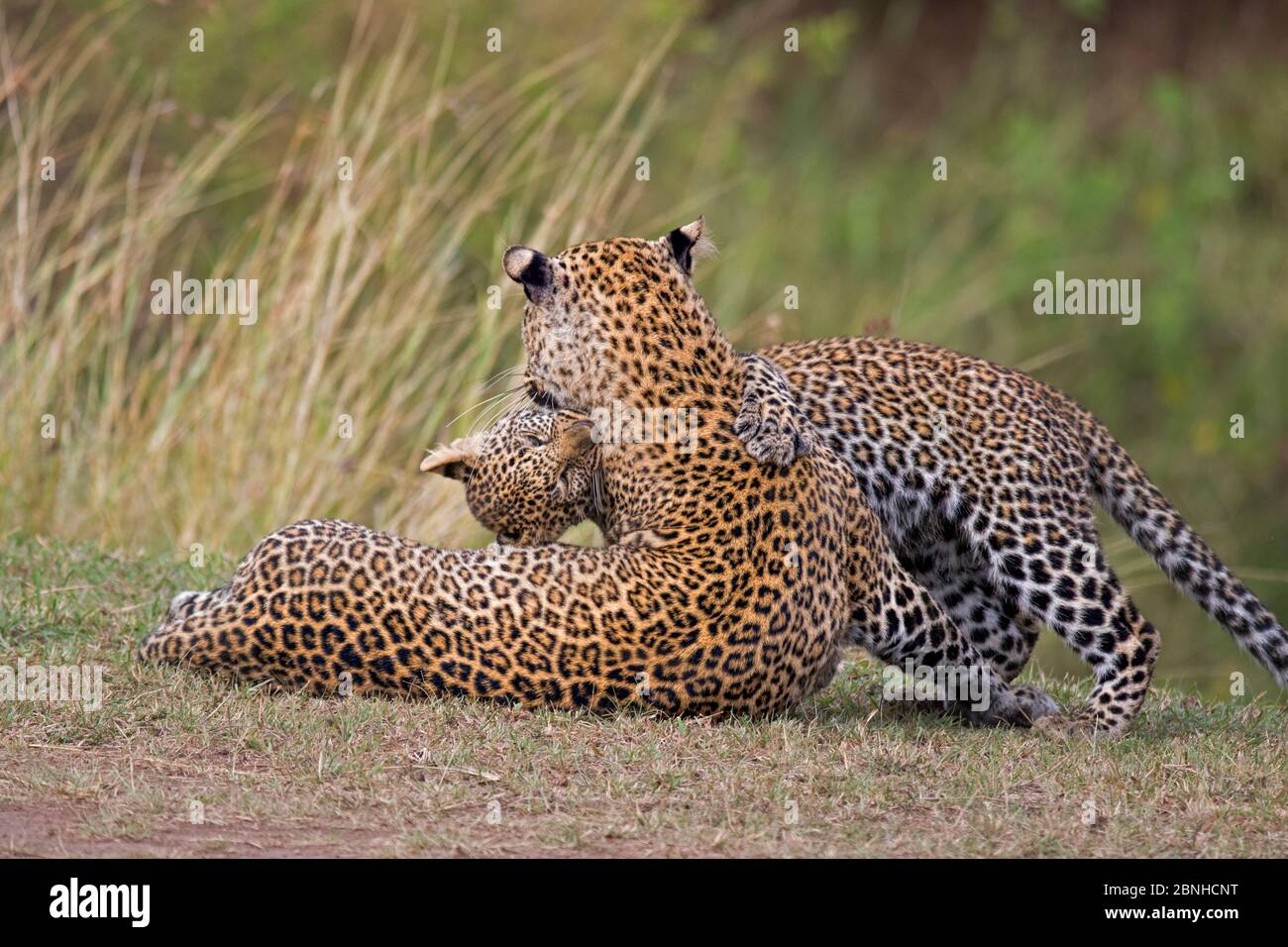 Leopards fighting hi-res stock photography and images - Alamy