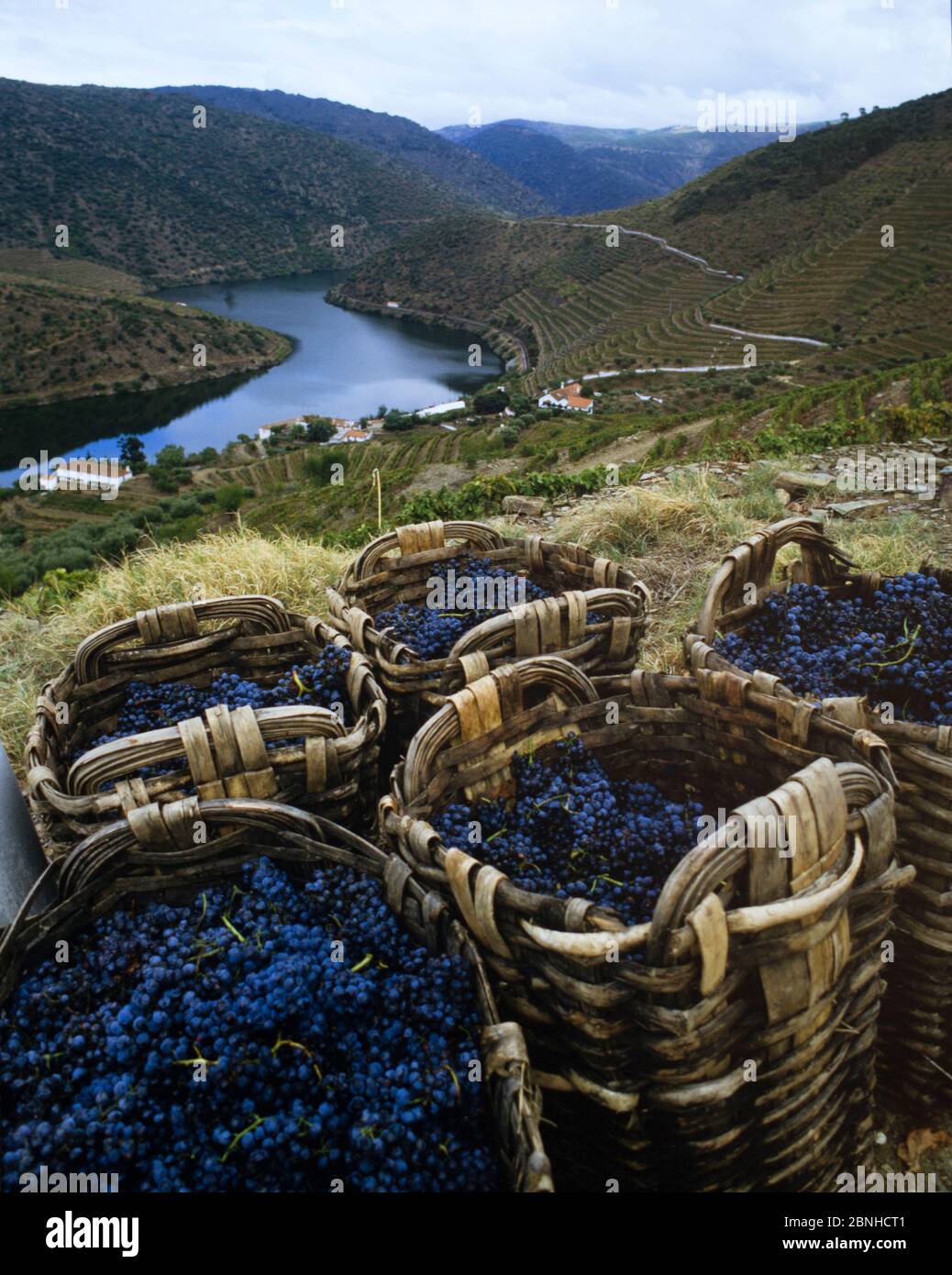 Douro valley vineyard soil hi-res stock photography and images - Alamy
