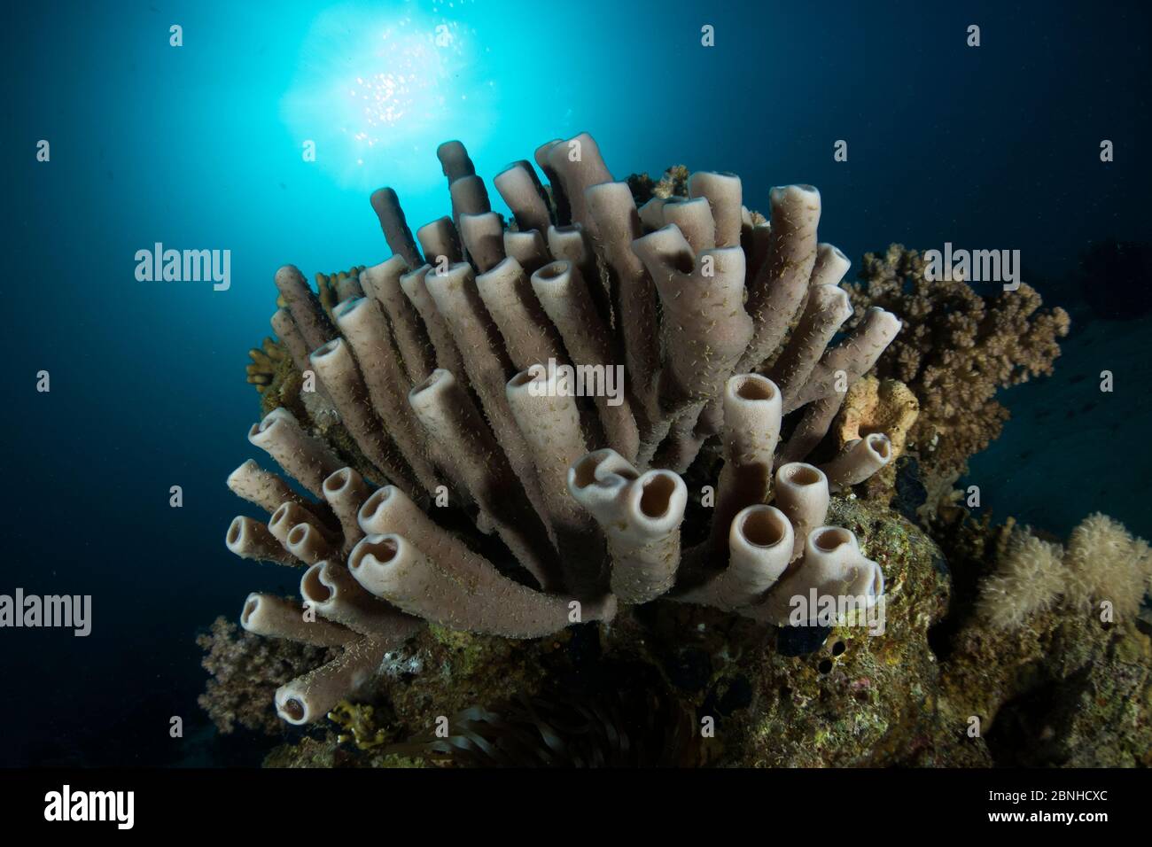 Colonial tube-sponge (Siphonochalina siphonella), northern Red Sea ...