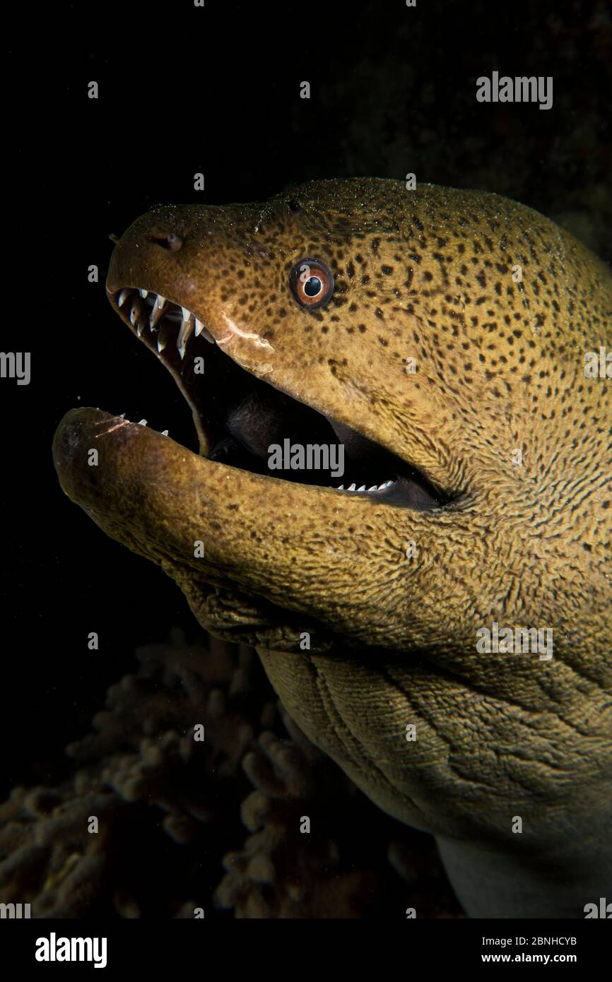 Giant moray eel (Gymnothorax javanicus) opening its mouth to breathe ...