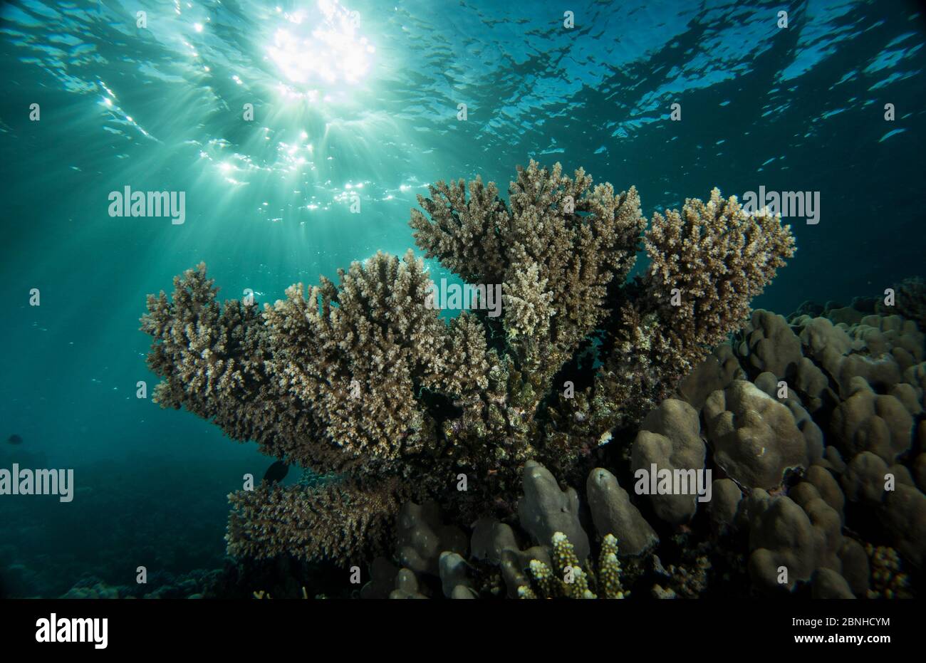 Staghorn coral (Acropora), Gubal Island, northern Red Sea Stock Photo ...