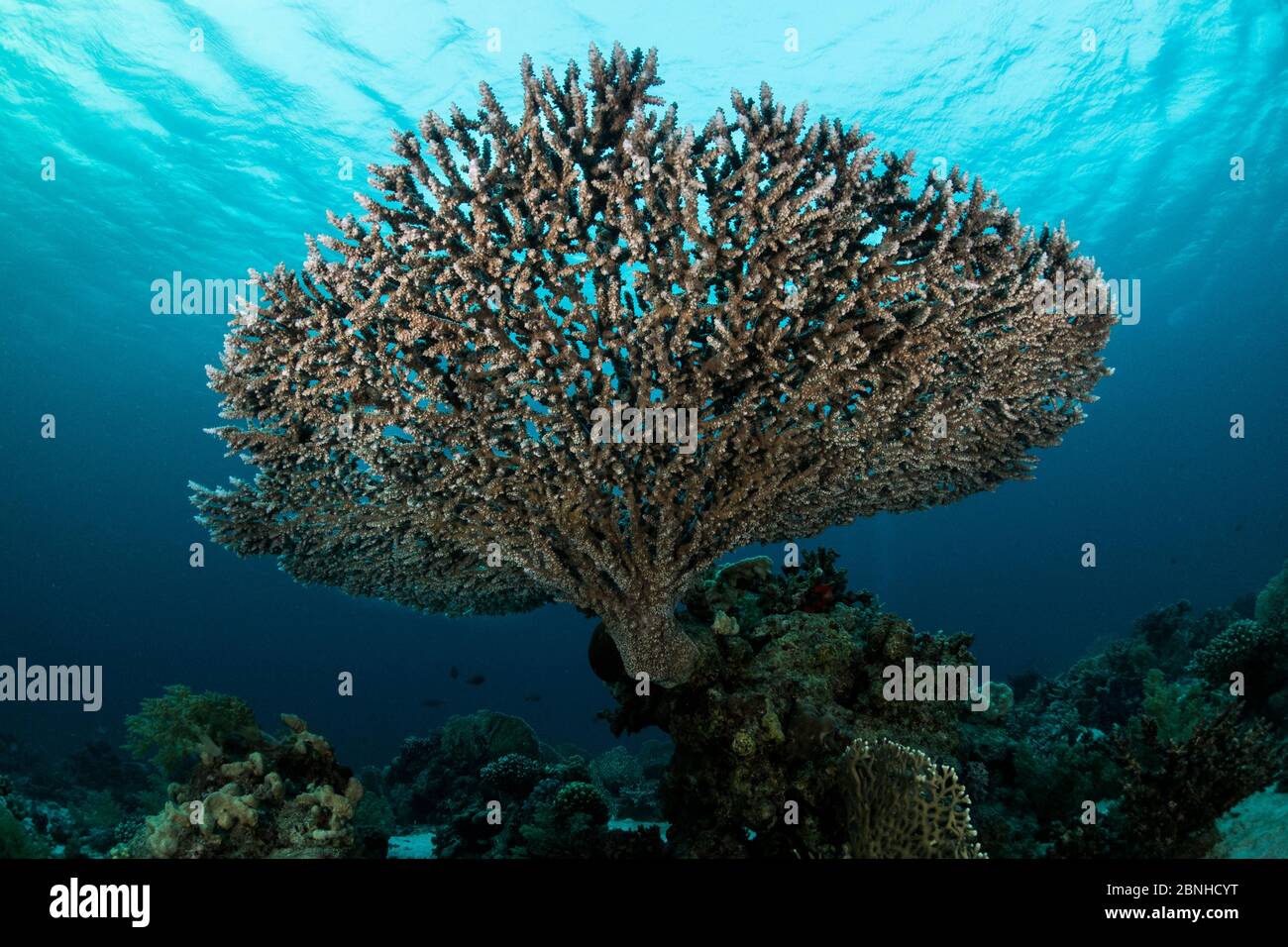 Tablecoral (Acropora) in the Northern Red Sea Stock Photo - Alamy