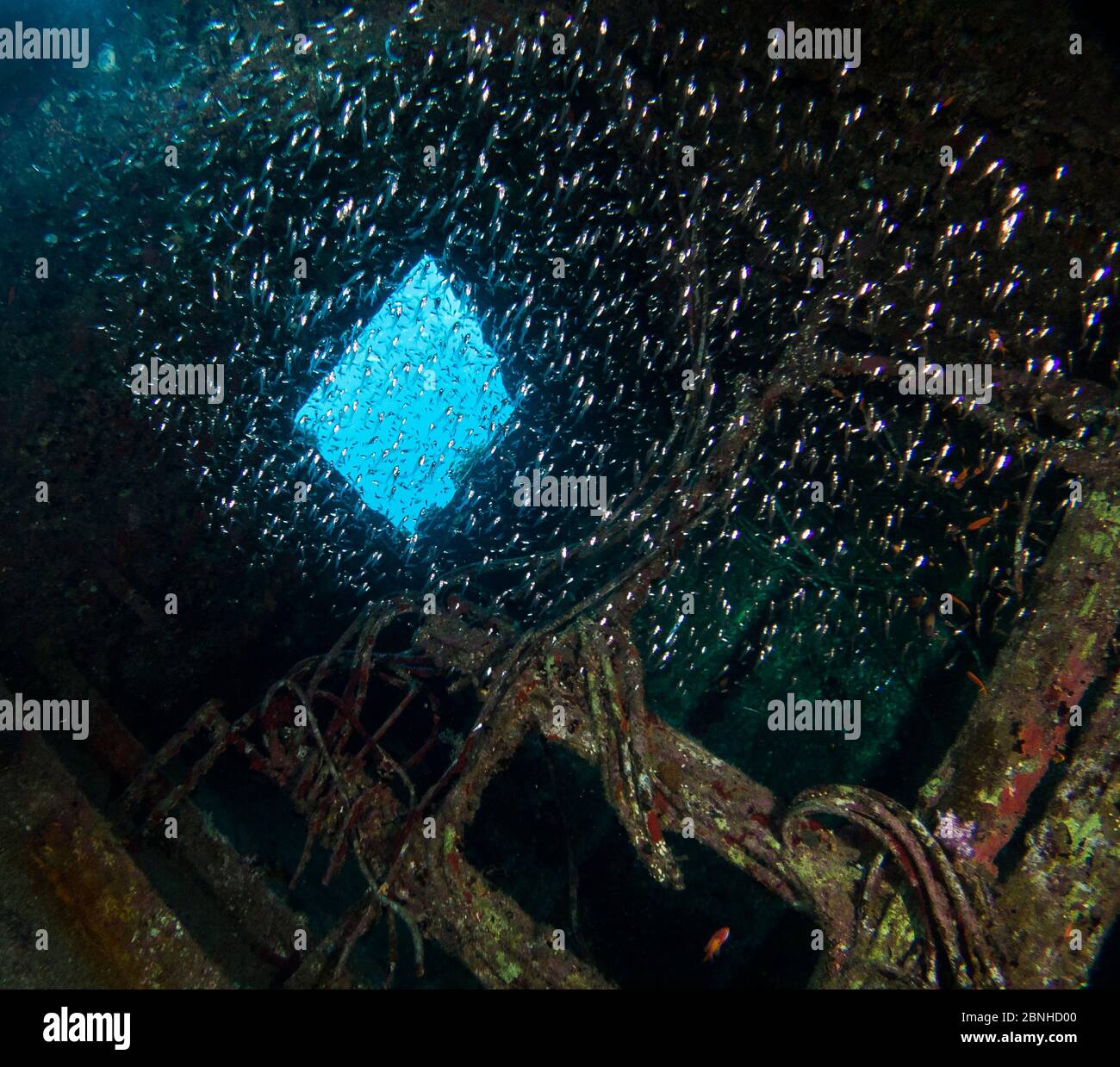 Glassfish (Ambassidae) inside the Ghiannis D wreck, Abu Nuhas reef ...