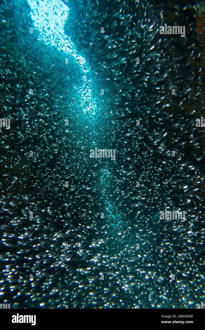 Cave full of Glassfish (Ambassidae) northern Red Sea, February Stock ...