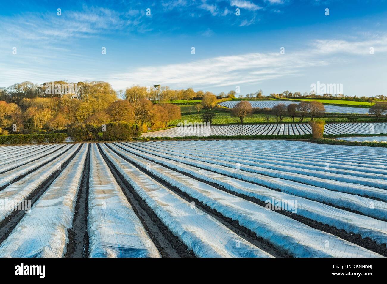 Plastic covered rows of crops, Cornwall, England, UK. April 2014 Stock ...