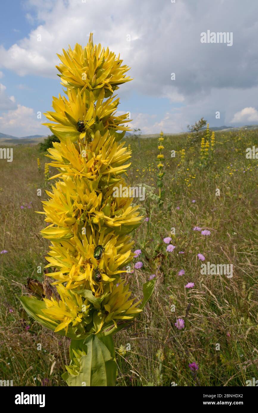 Great yellow gentian (Gentiana lutea ssp. symphyandra) flowering spikes ...