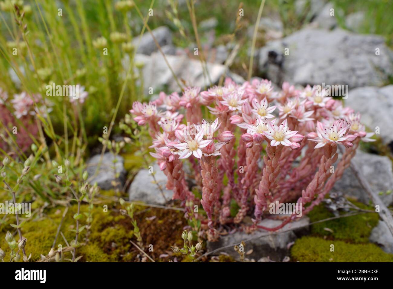 Spanish stonecrop (Sedum hispanicum) clump flowering among limestone ...