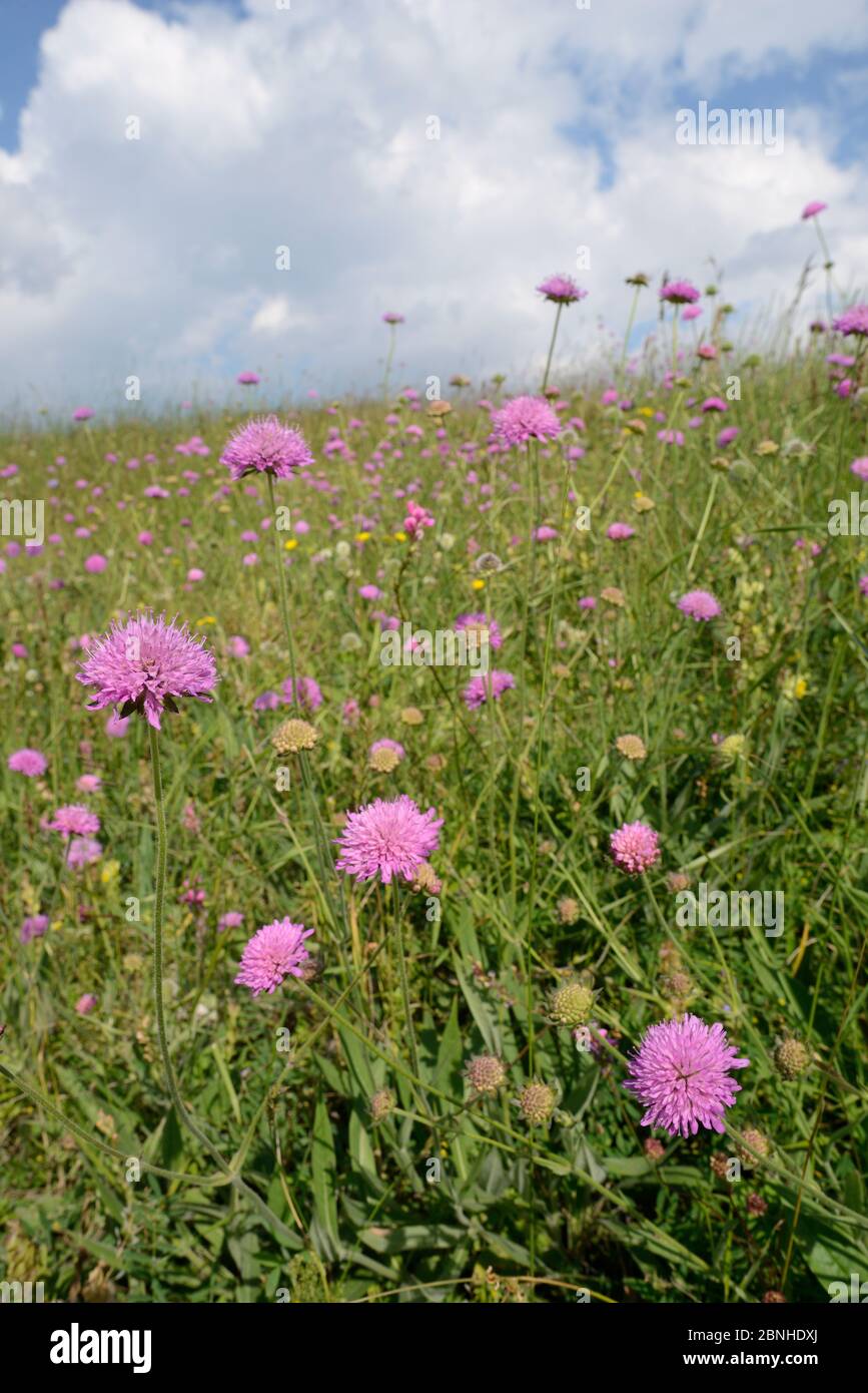 Purple scabious (Knautia purpurea) flowering in profusion on Piva ...
