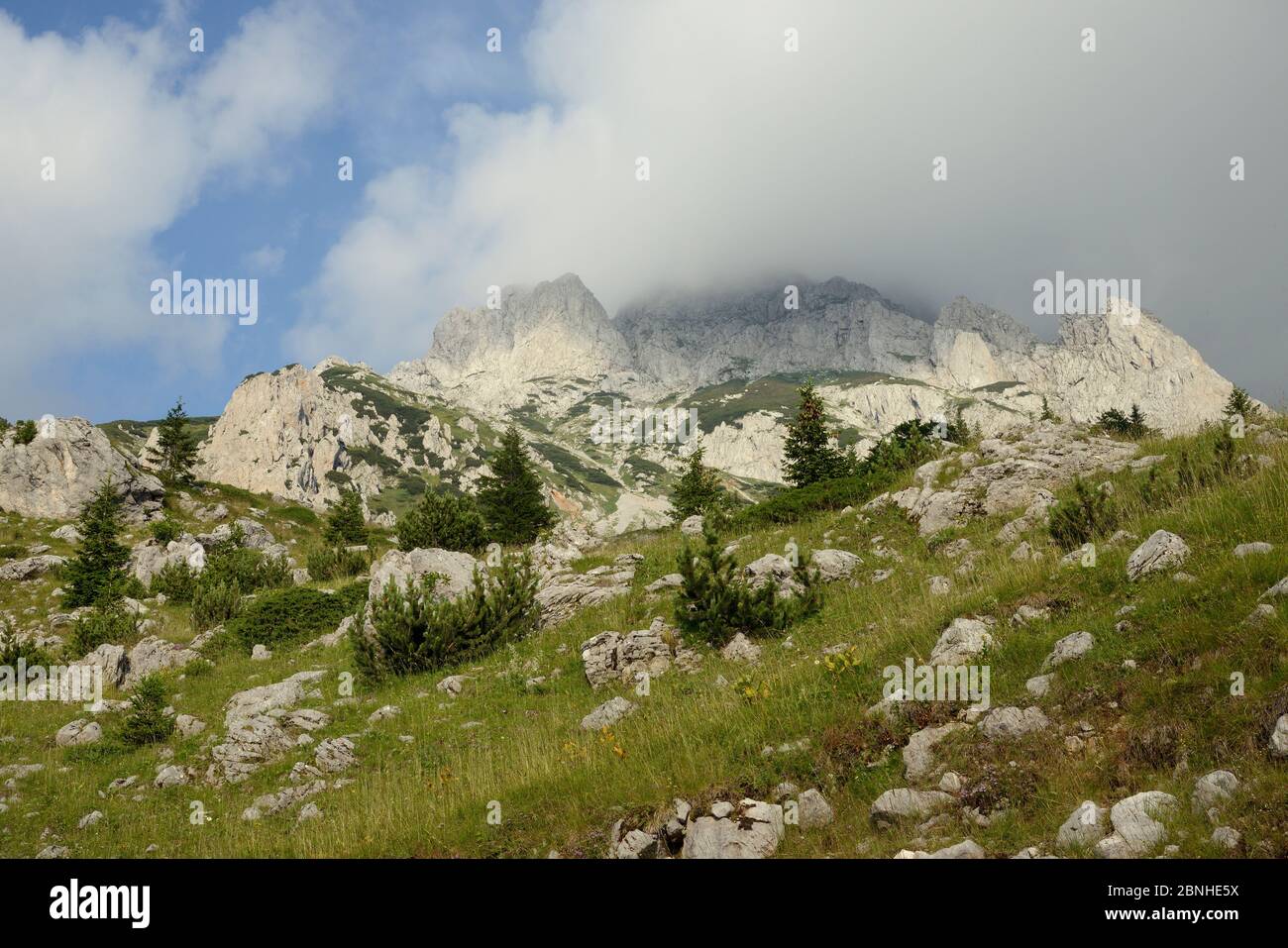 Conifers growing on the slopes of cloud-topped Mount Maglic, Bosnia's ...