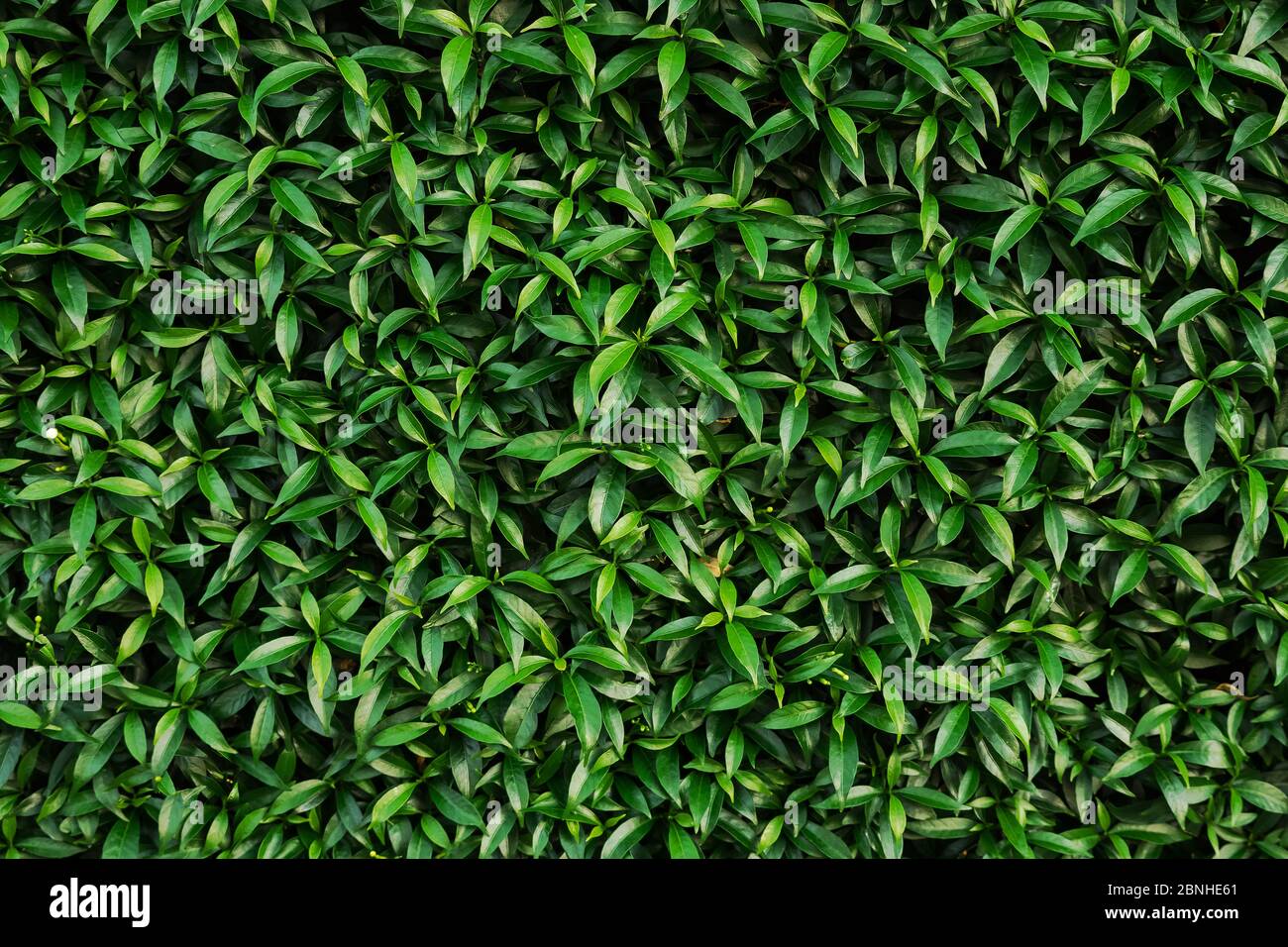 texture green foliage of shrub close up Stock Photo - Alamy