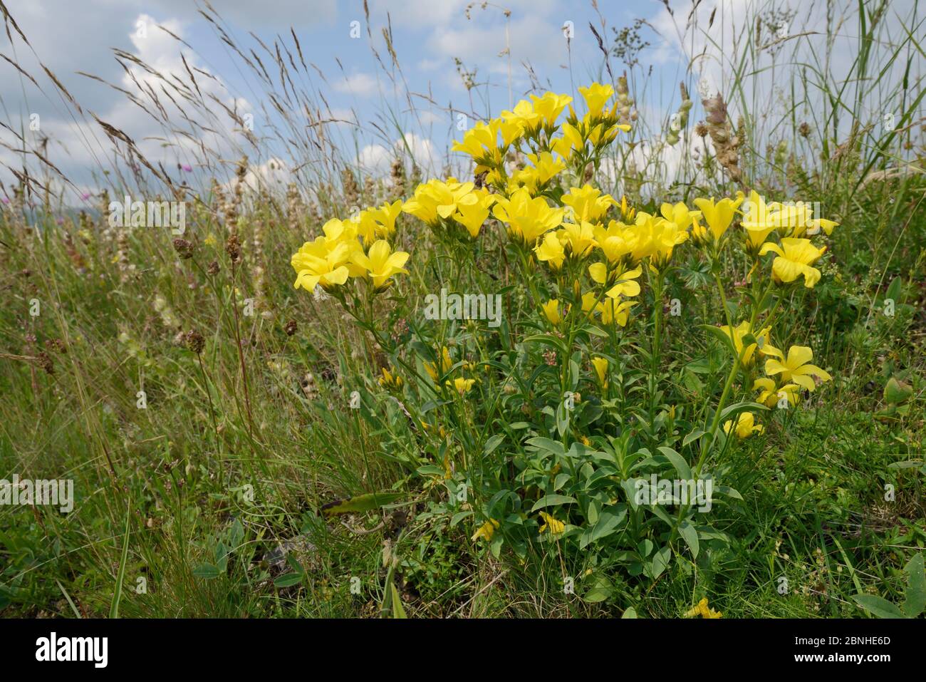 Yellow Balkan flax (Linum capitatum) flowering on Piva plateau, near ...