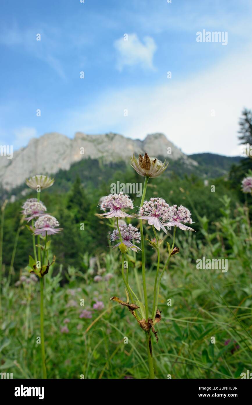 Maglic peak hi-res stock photography and images - Alamy