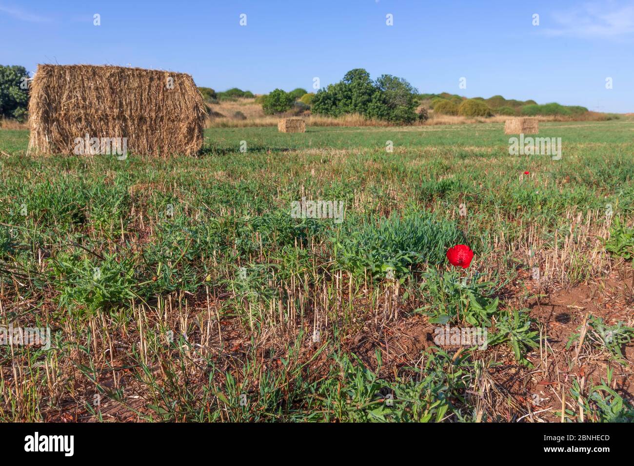Poppy rhapsody hi-res stock photography and images - Alamy