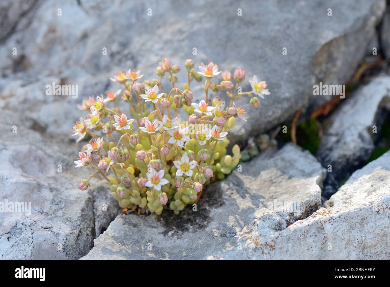 Thick-leaved stonecrop (Sedum dasyphyllum / Sedum glaucum) flowering ...