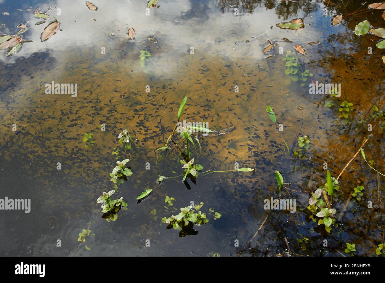 Common toad tadpoles (Bufo bufo) mass hatching in pond, Sussex, UK ...