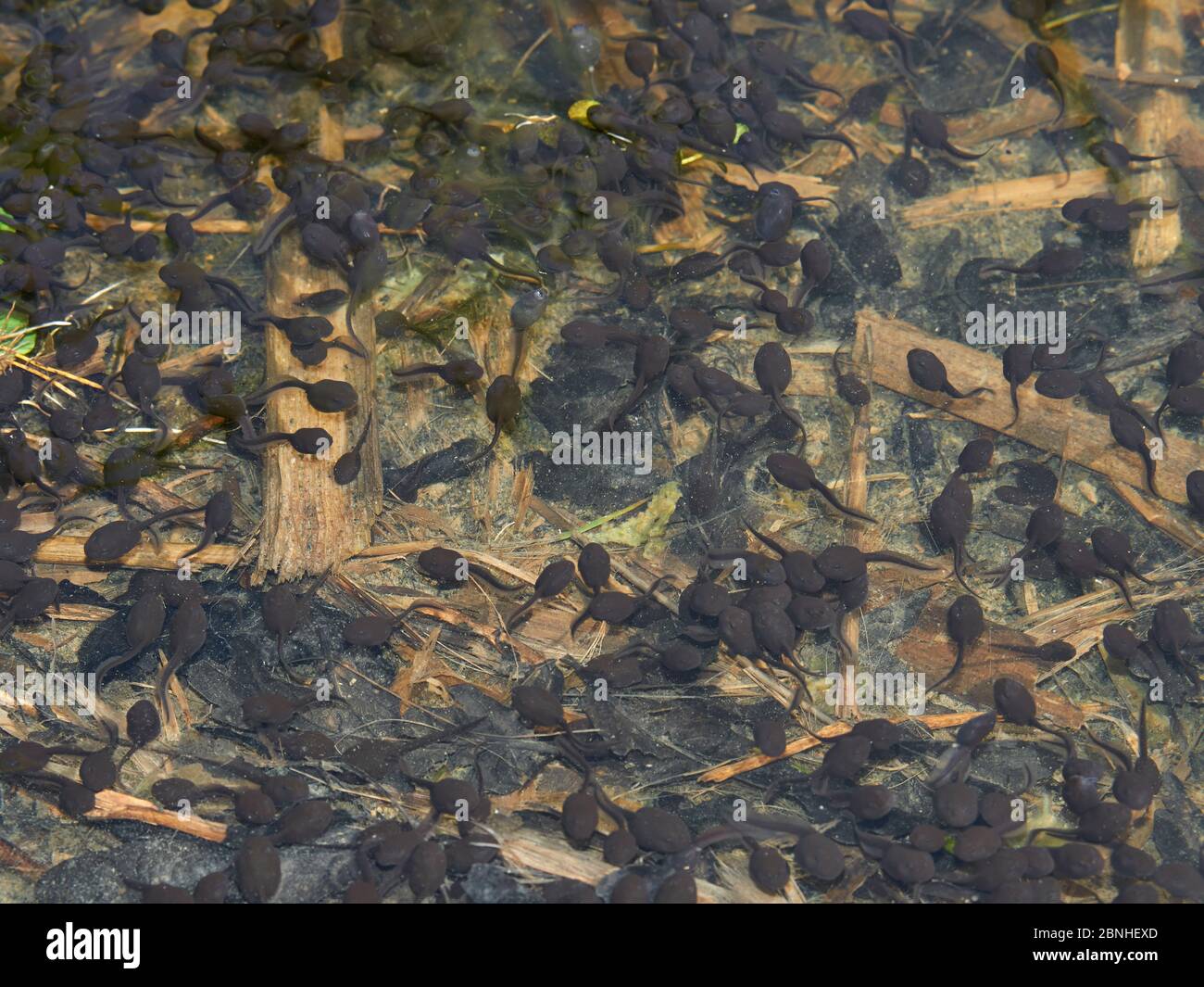 Common toad tadpoles (Bufo bufo) mass hatching in pond, Sussex, UK ...