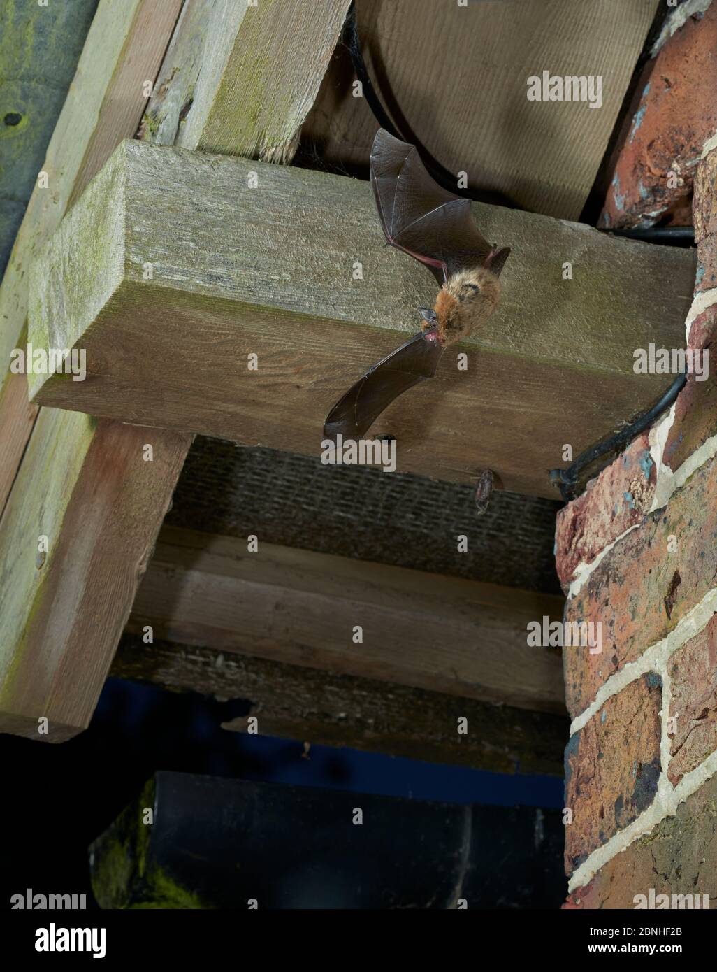 Bat roost barn uk hi-res stock photography and images - Alamy