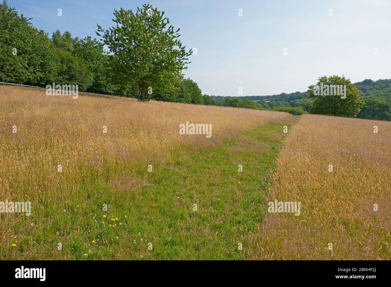 Organic hay field ready for harvesting, the grass is mostly Sweet ...