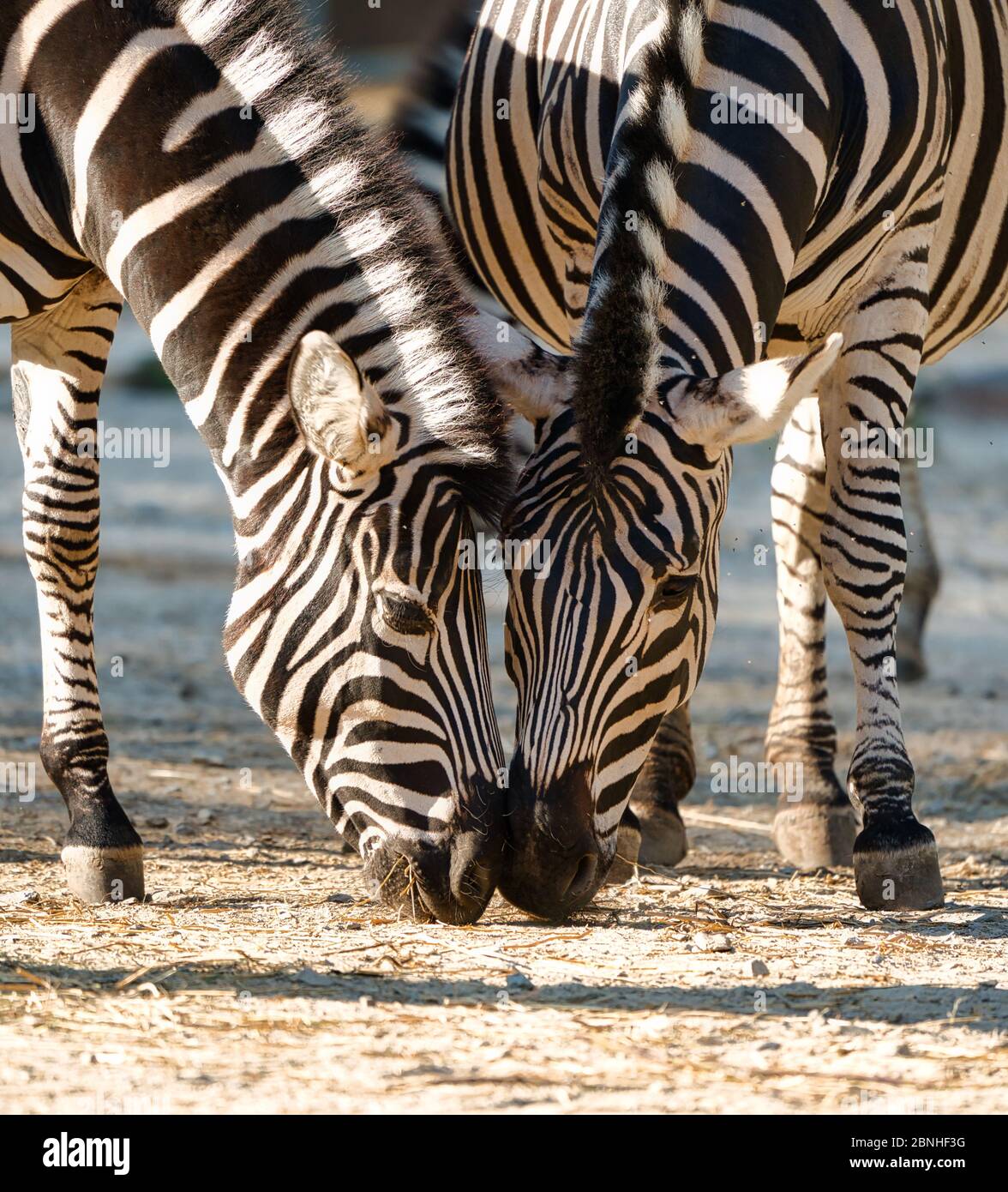 Zebras eating hi-res stock photography and images - Alamy