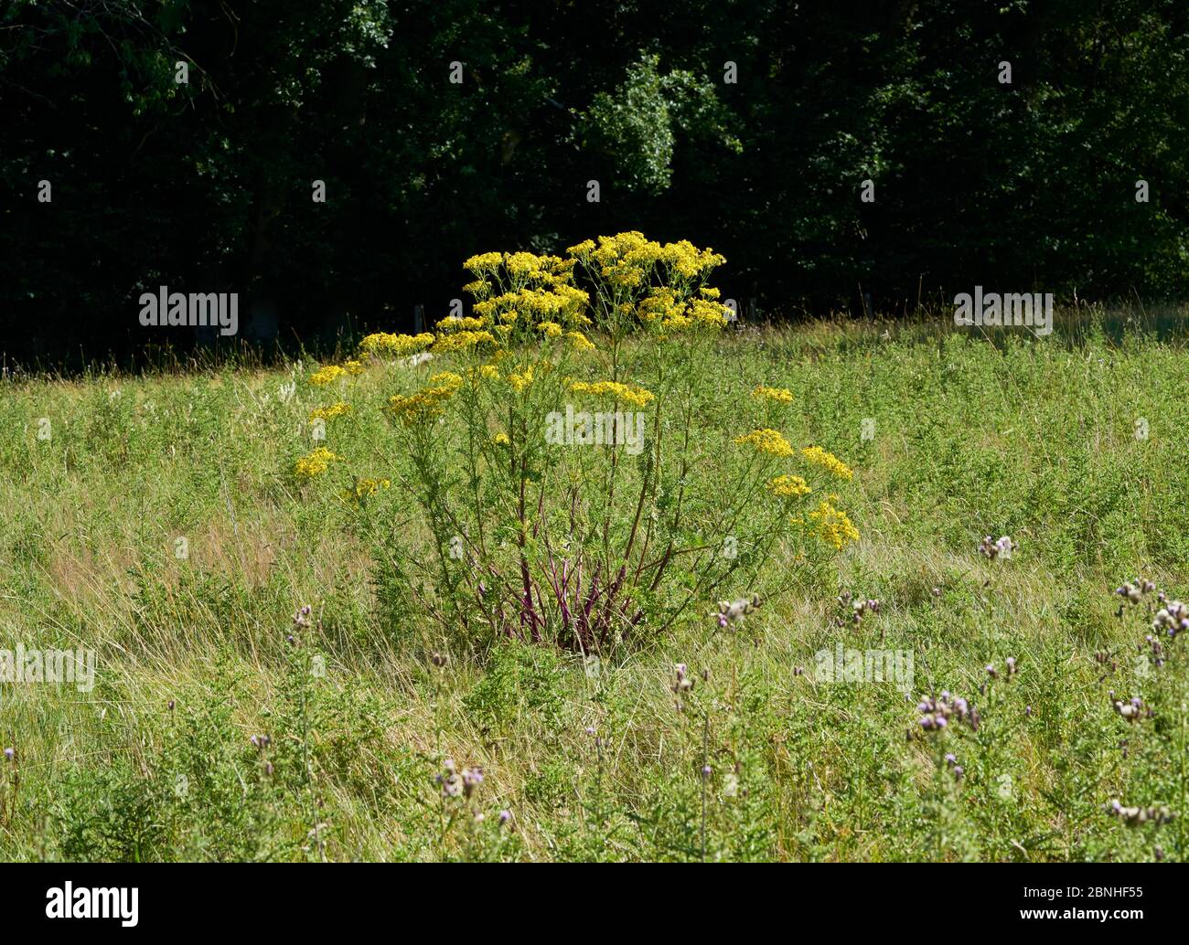 Jacobaea vulgaris seed hi-res stock photography and images - Alamy