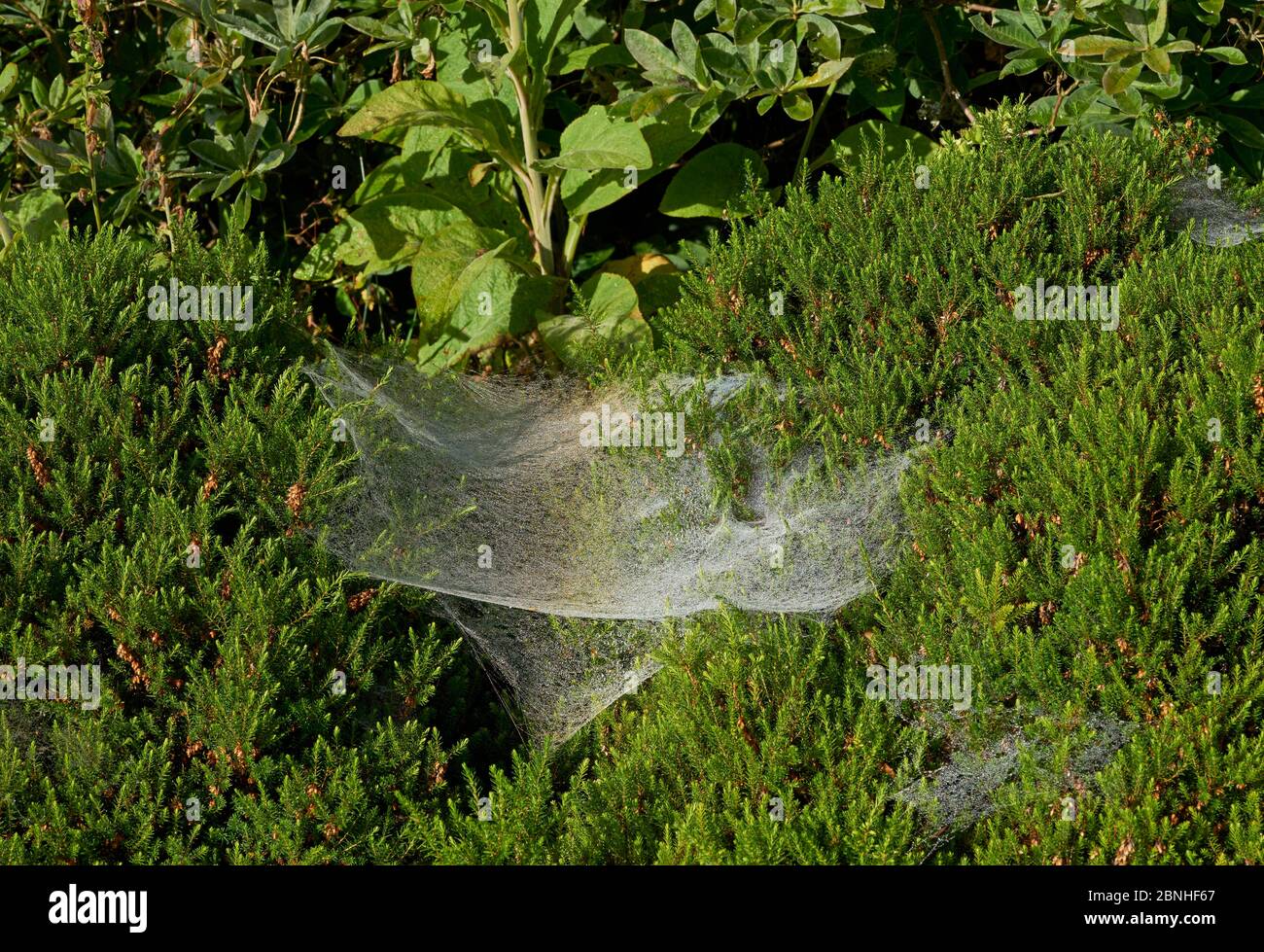 Labyrinth spider (Agelena labyrinthica) web on plants, Sussex, UK Stock ...