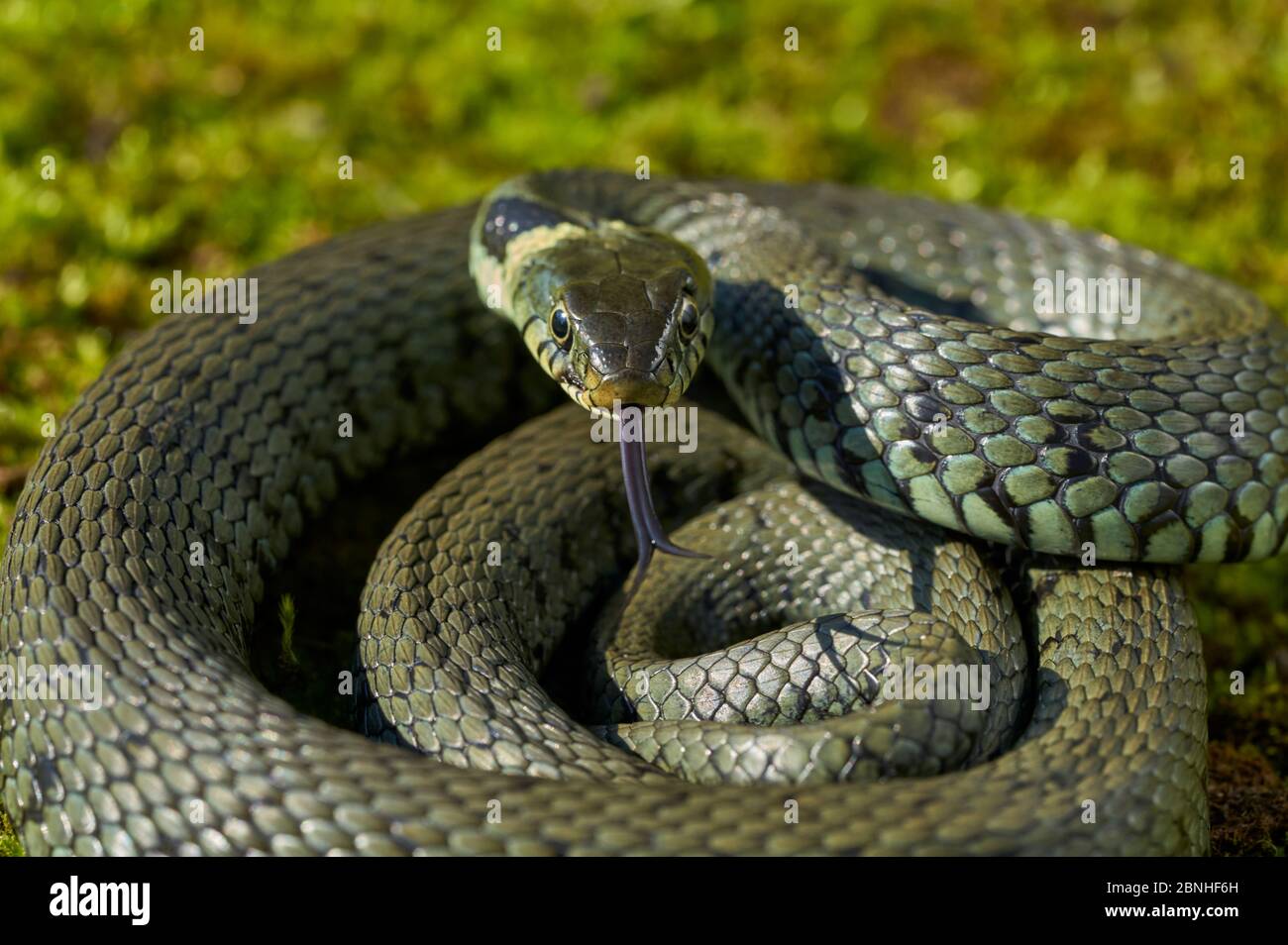 Grass snake (Natrix natrix) coiled up and using forked tongue to smell ...