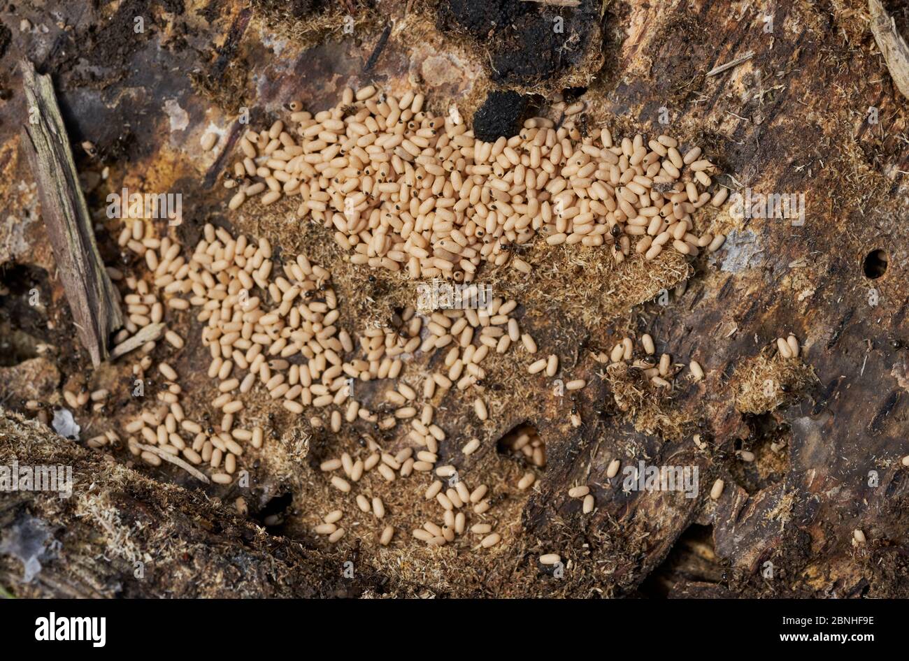 Black ants (Lasius niger) and cocoons at nest, Sussex, UK Stock Photo ...
