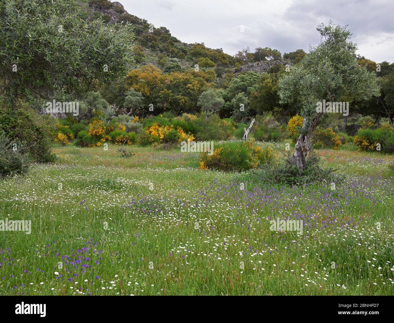 Olive groves olea europaea hi-res stock photography and images - Alamy