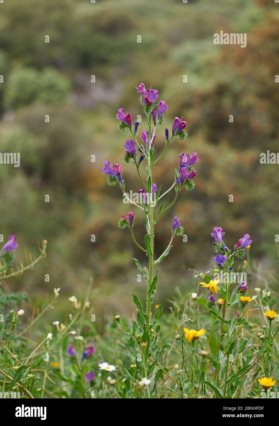 Purple vipers bugloss purple vipers bugloss hi-res stock photography ...