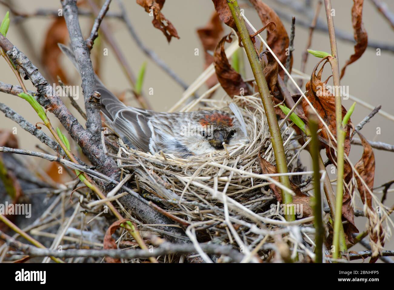 Redpoll nest hi-res stock photography and images - Alamy