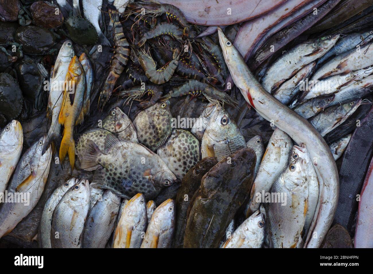 Various different fish tfor sale at Sittwe fish market. Rakhine State ...