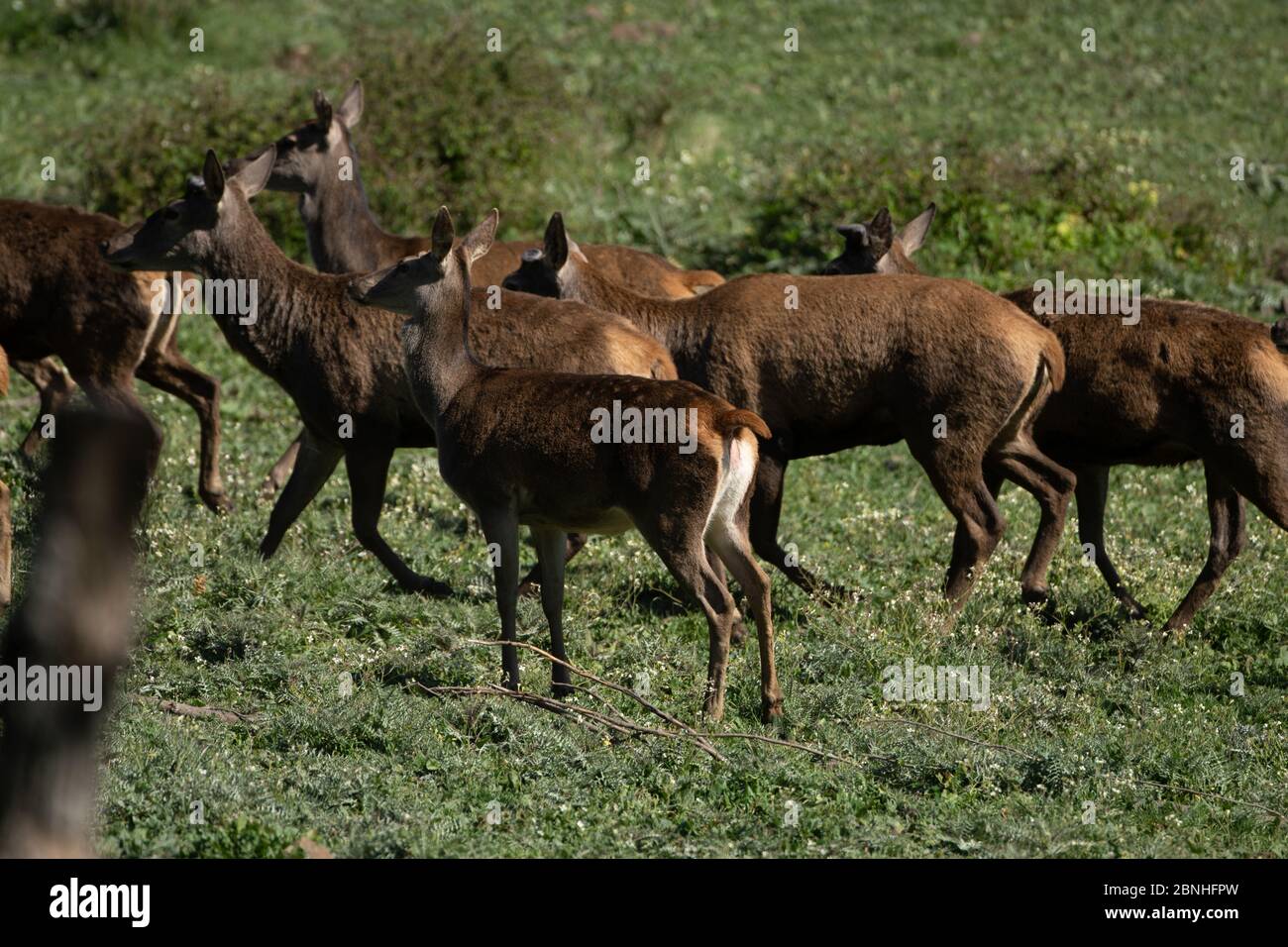 welcome to tunisia: El Feij, Le Kef Stock Photo - Alamy