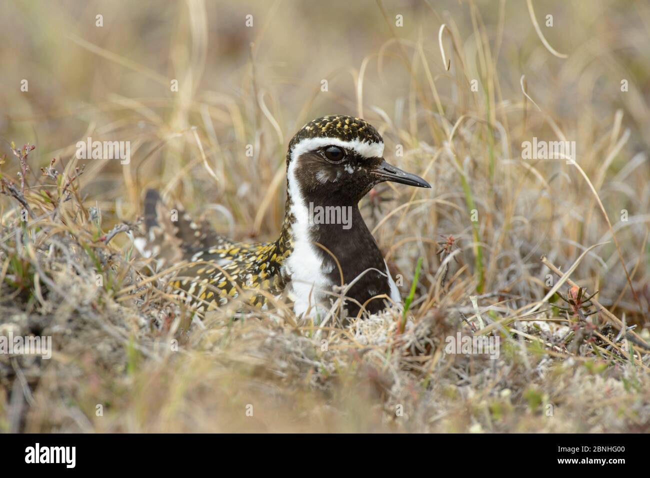 American golden plover eggs hi-res stock photography and images - Alamy