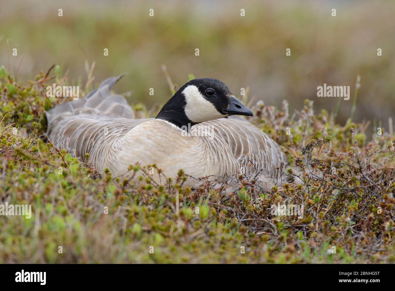 Cackling Goose (Branta hutchinsii minima) female incubating eggs on the ...