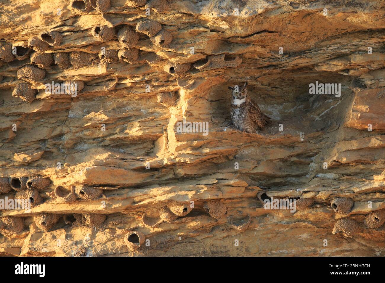 Great Horned Owl (Bubo virginianus) adult female roosting in a cliff ...