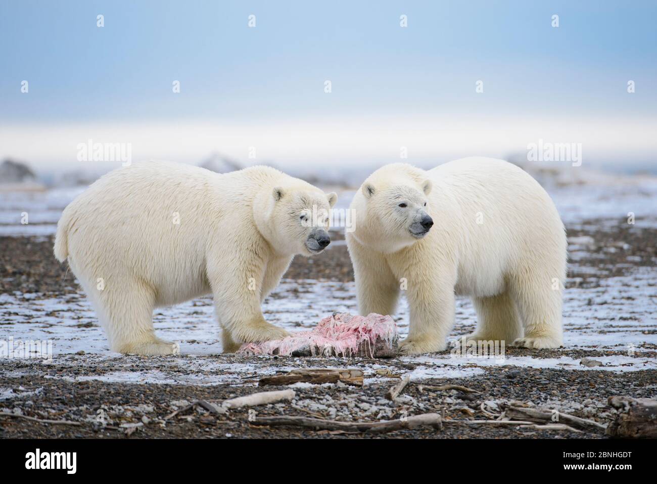 Scavenged meat hi-res stock photography and images - Alamy