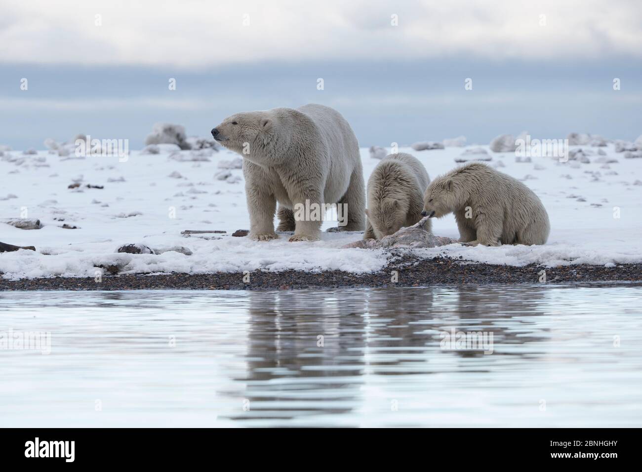 Frozen Whale Meat High Resolution Stock Photography and Images - Alamy
