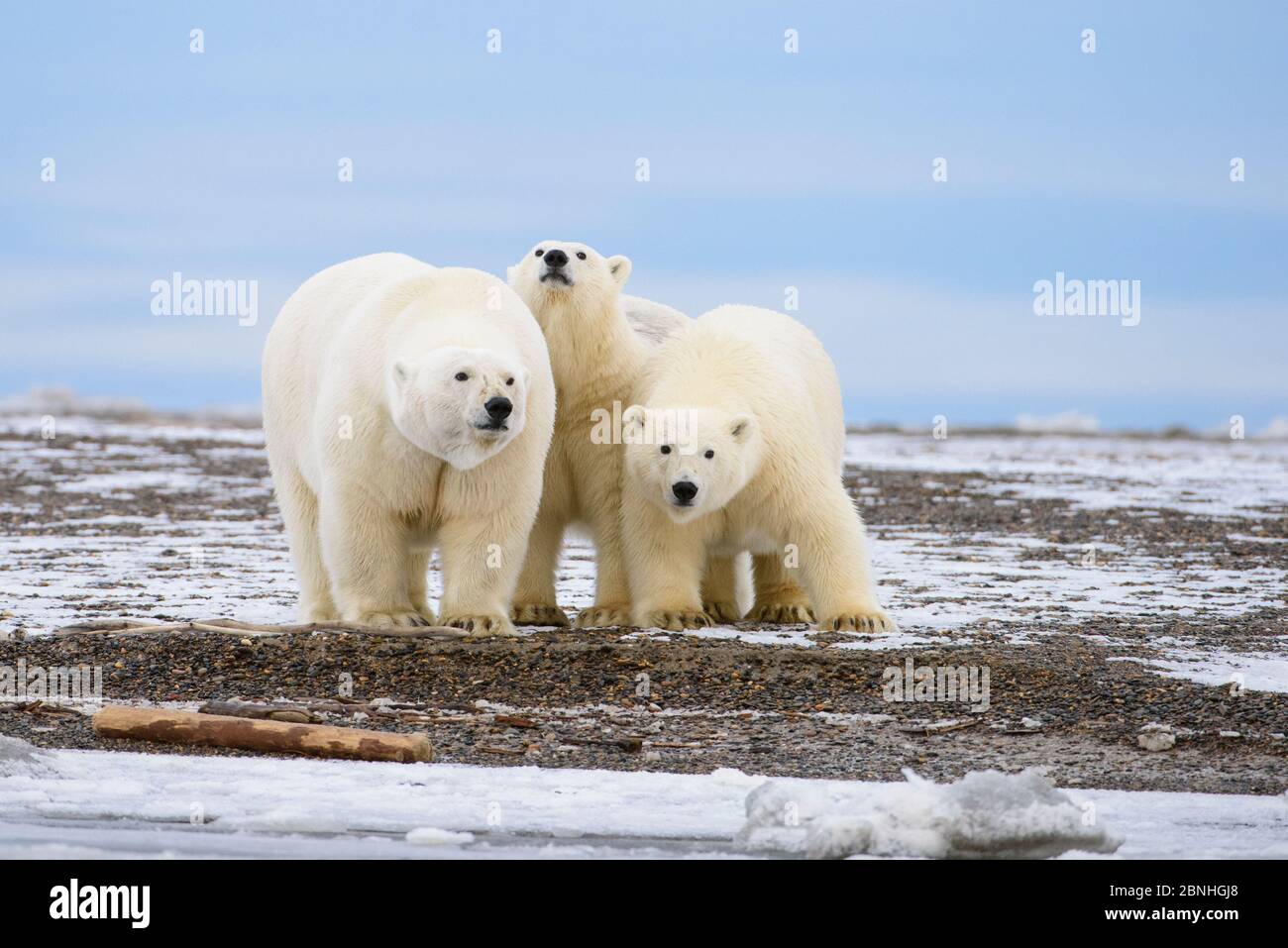 Polar bear (Ursus maritimus) group of three curious bears on the ...