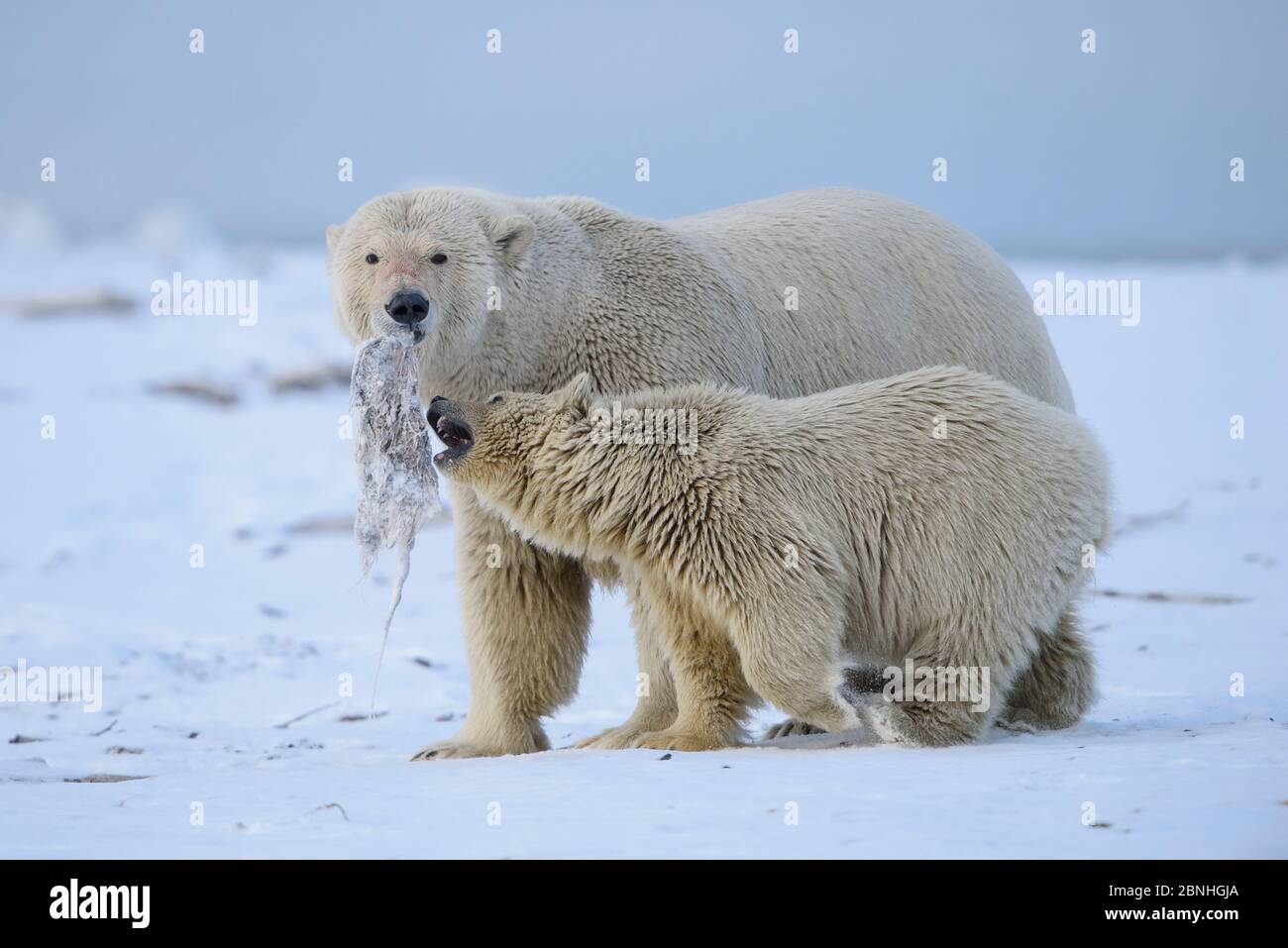 Frozen whale meat hi-res stock photography and images - Alamy