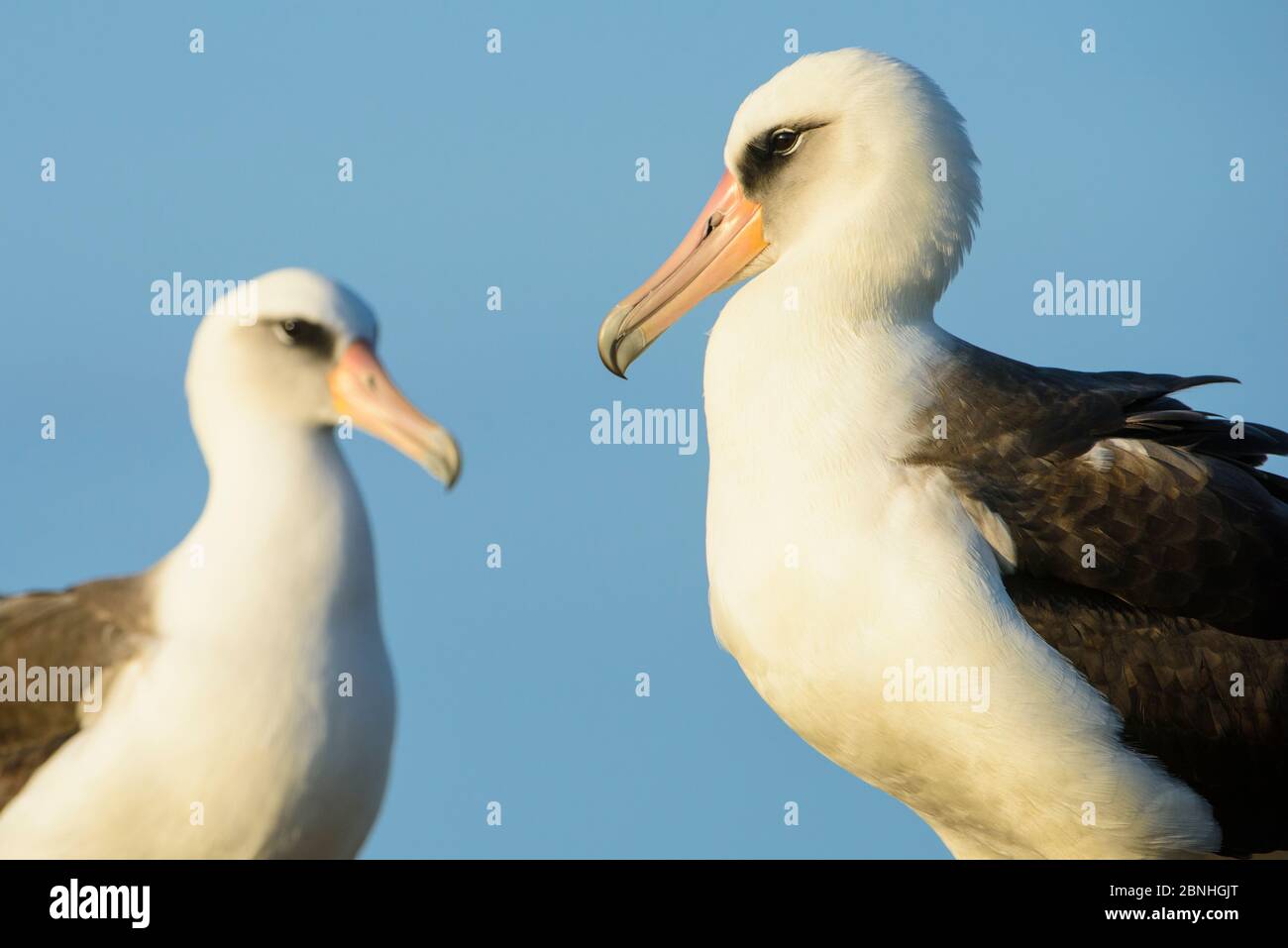 Hawaii female male albatross hi-res stock photography and images - Alamy