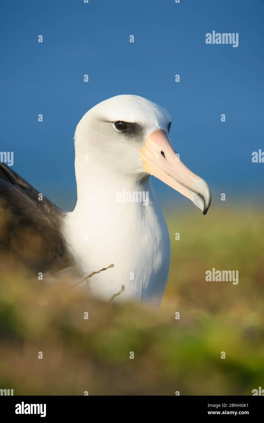 Albatross side profile hi-res stock photography and images - Alamy