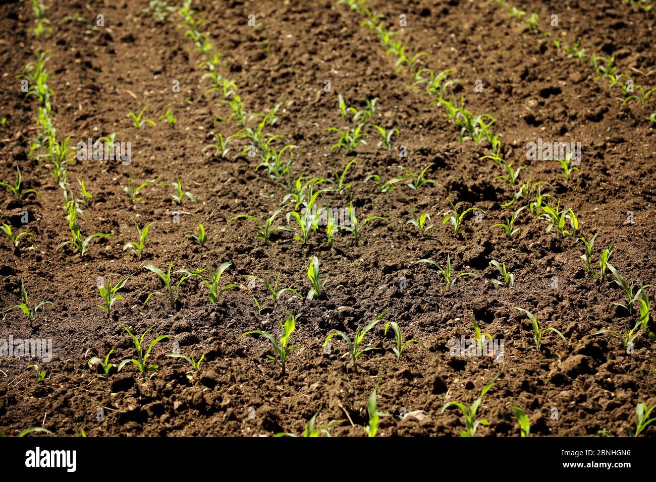 Field cultivation farm land Stock Photo - Alamy
