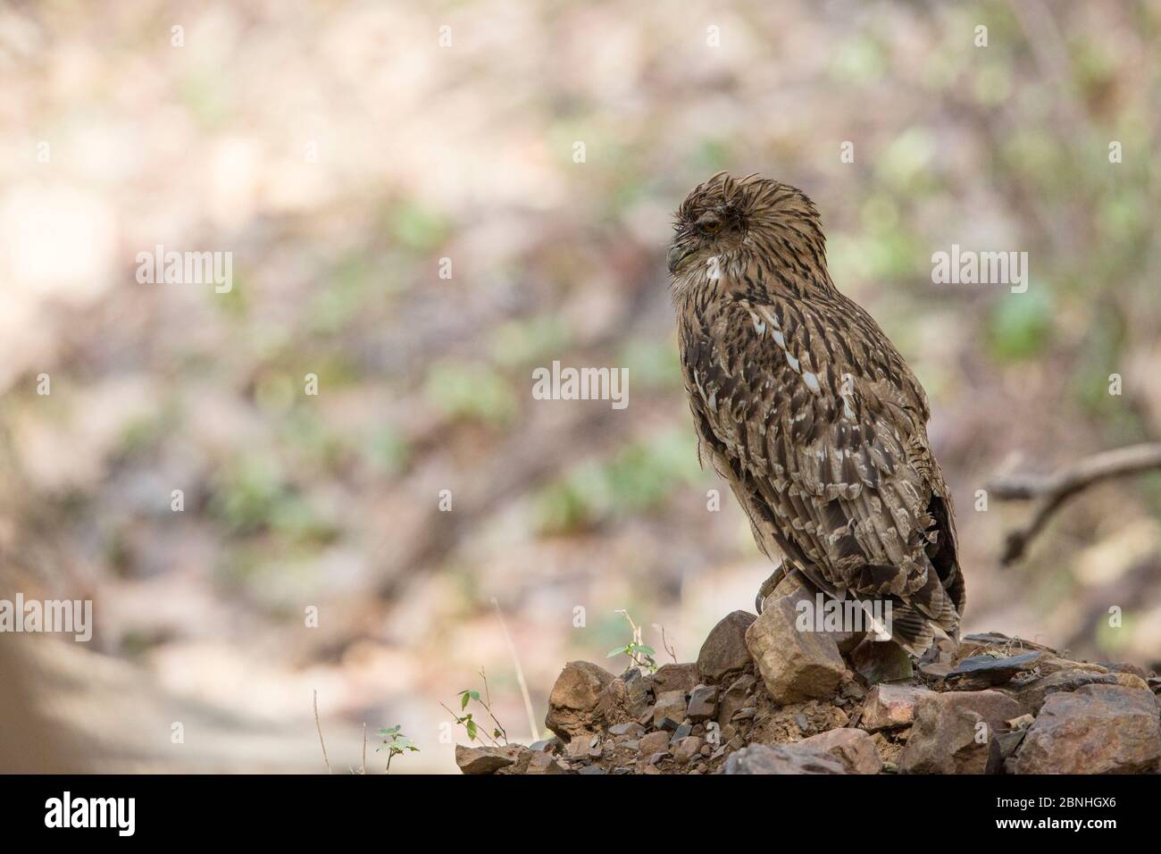 Brown fish owl (Ketupa zeylonensis) at rest, Ranthambore National Park ...