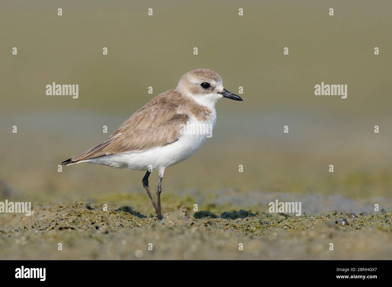 Lesser Sand Plover (Charadrius mongolus) in winter plumage foraging on ...
